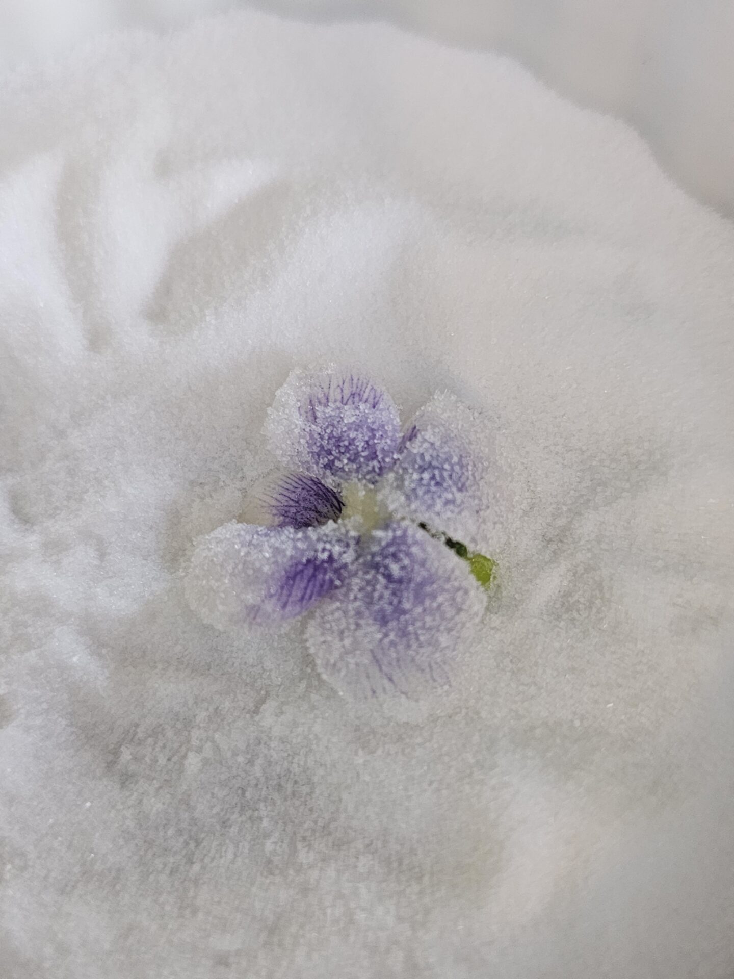 Elegantly Easy 4 Ingredient Candied Violets